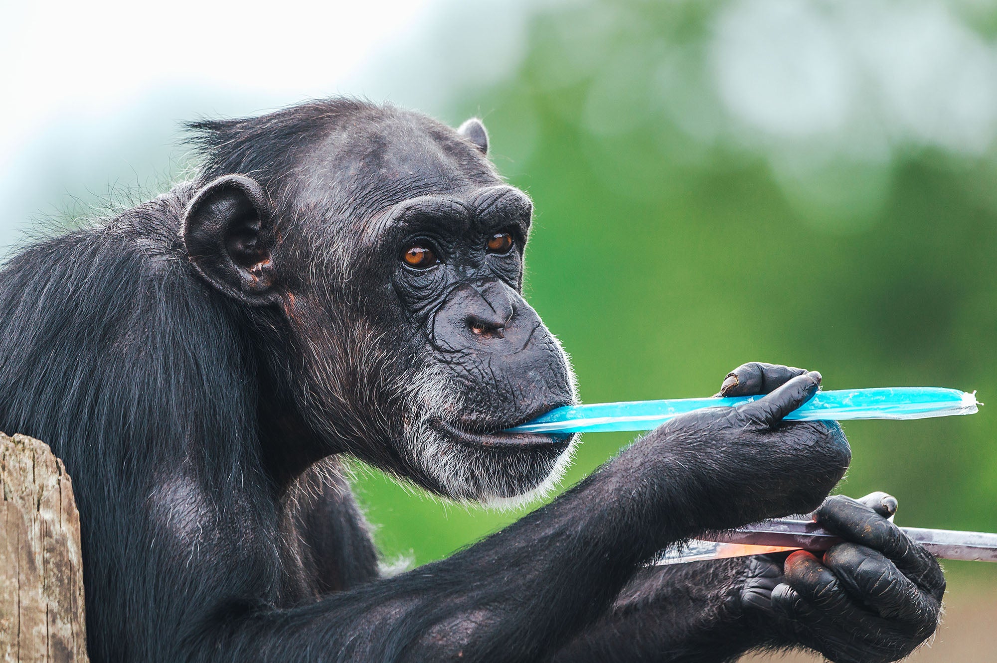 Chimp Haven | A New Beginning