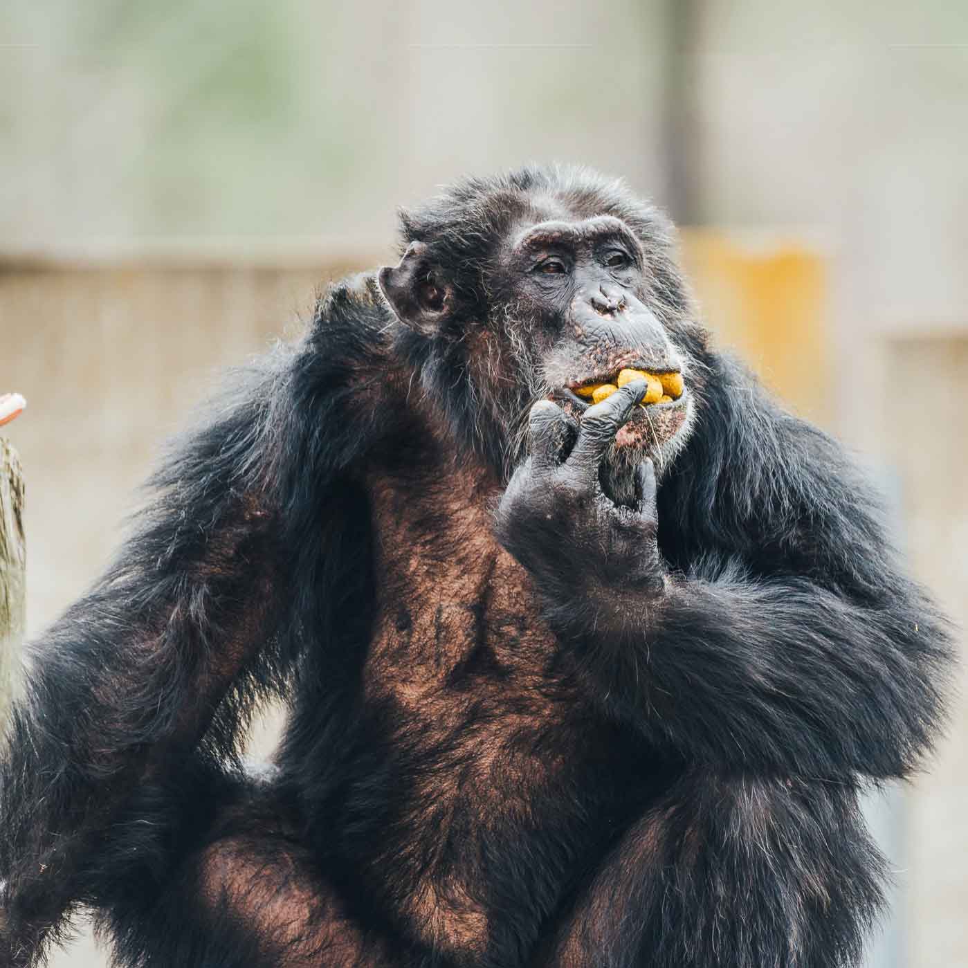 Chow – Chimp Haven