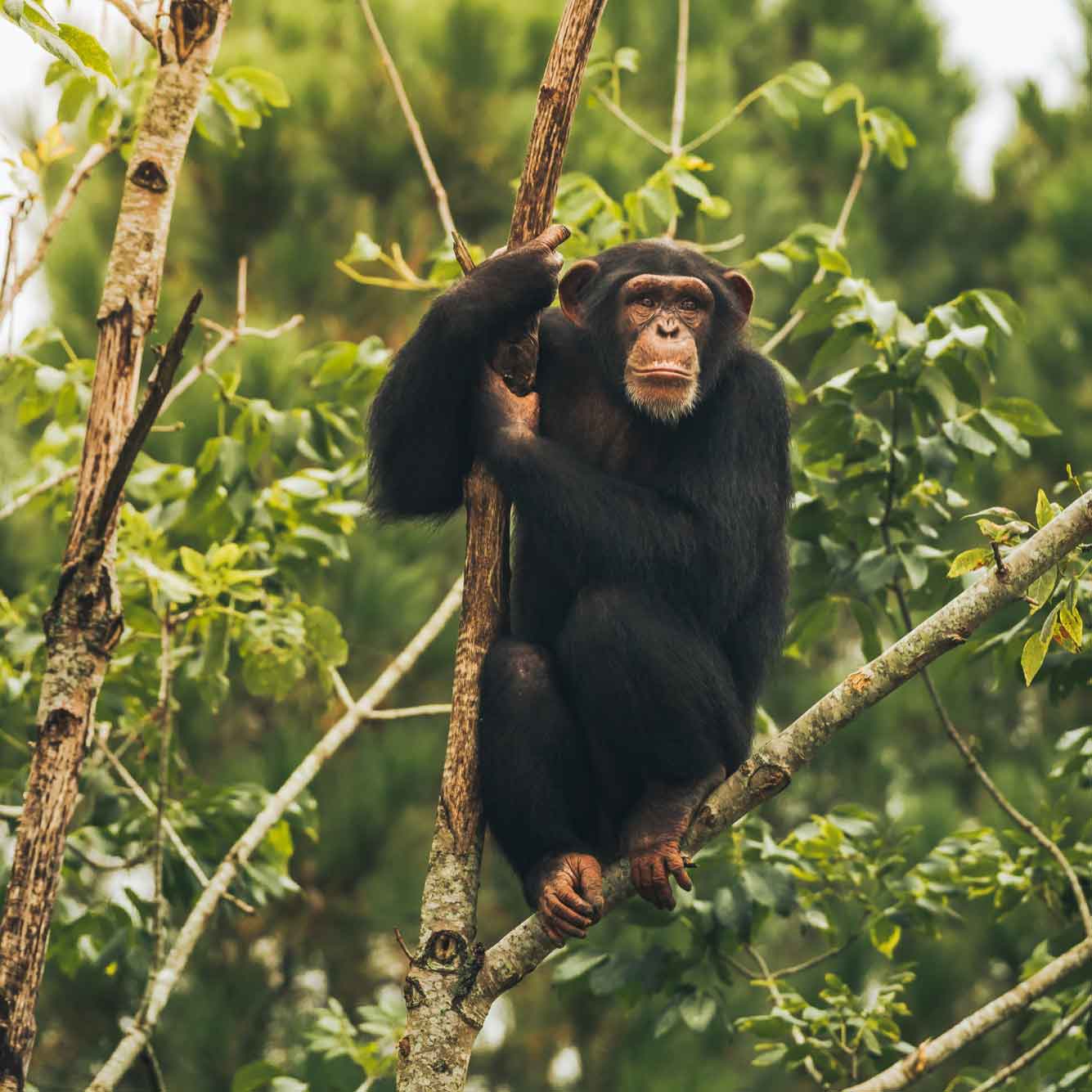 Give Where Needed Most – Chimp Haven