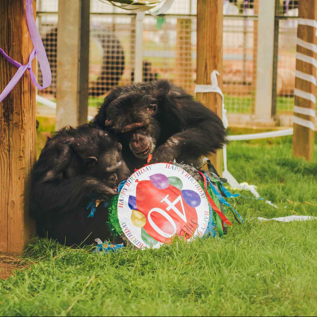 Birthday Party – Chimp Haven