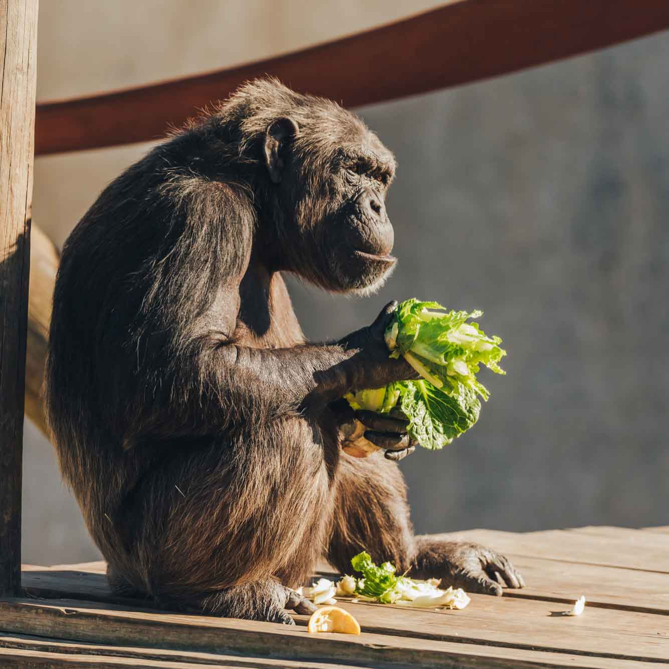 Chimp Haven | A New Beginning