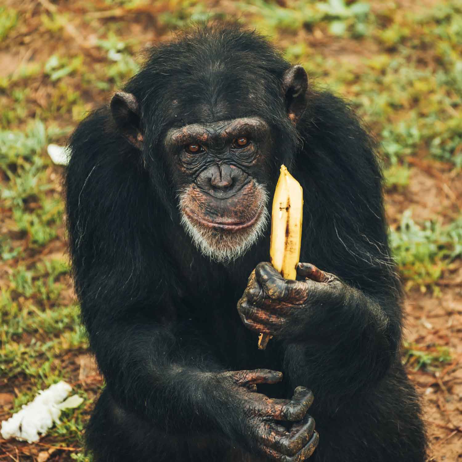 Bananas – Chimp Haven