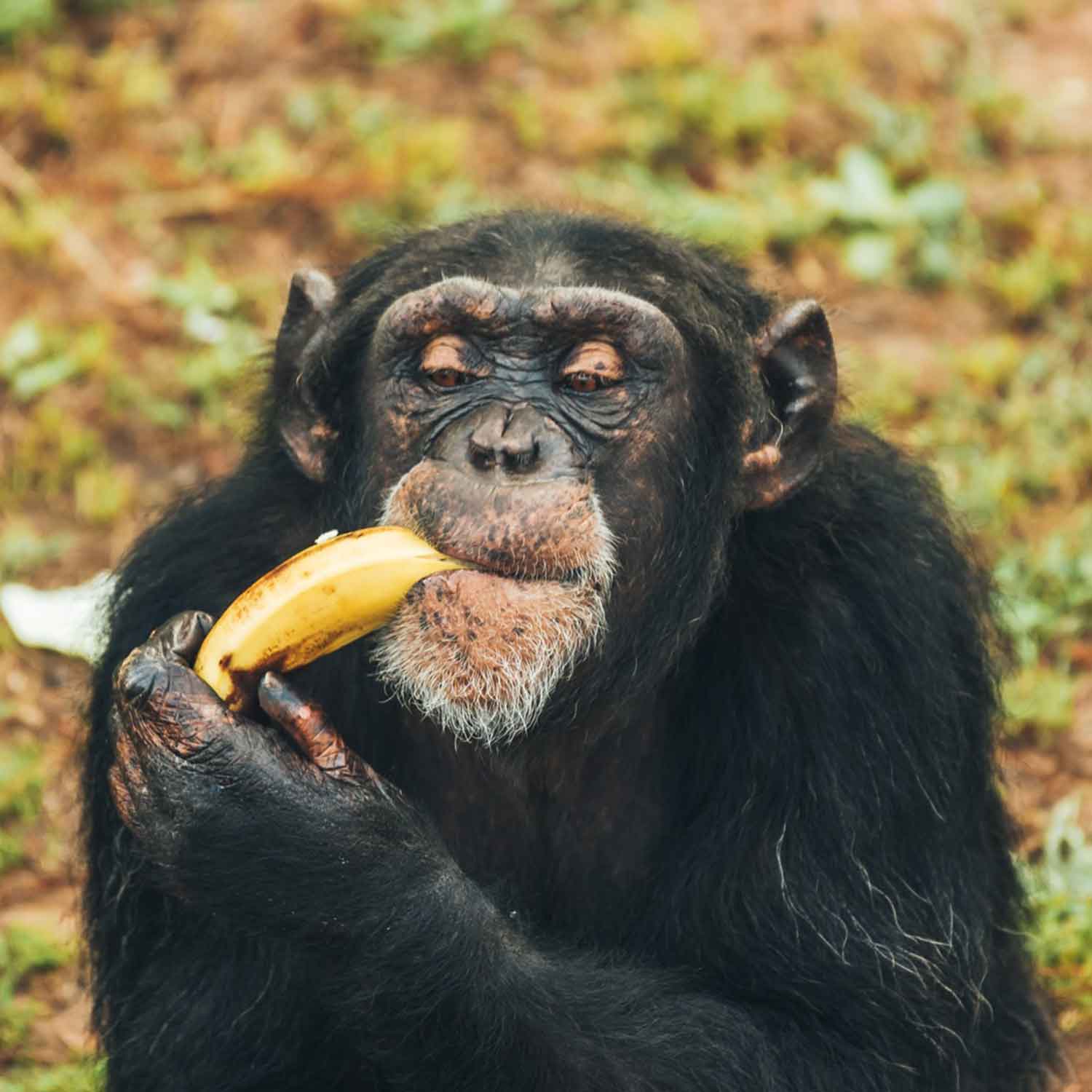 Chimp Haven | A New Beginning
