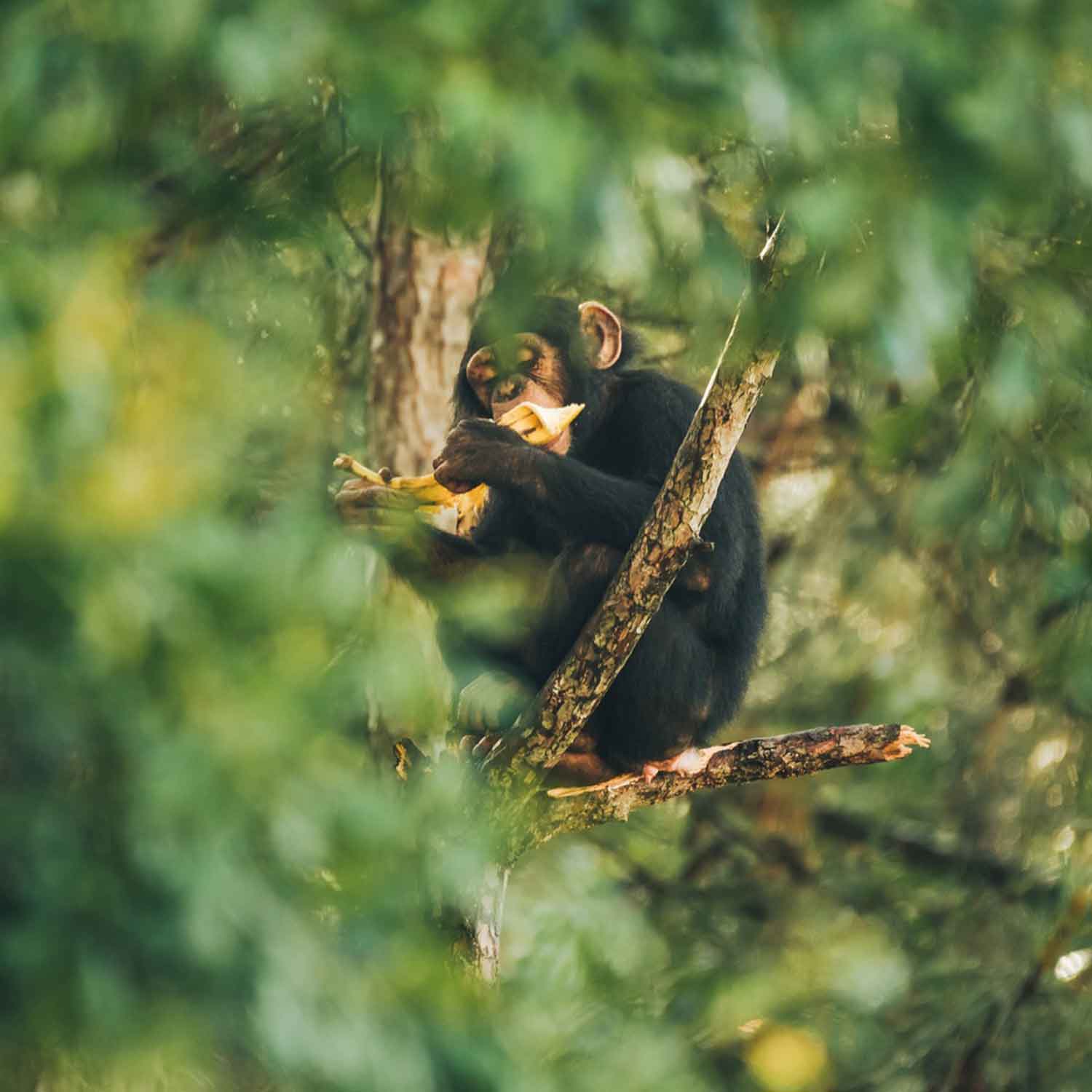 Bananas – Chimp Haven