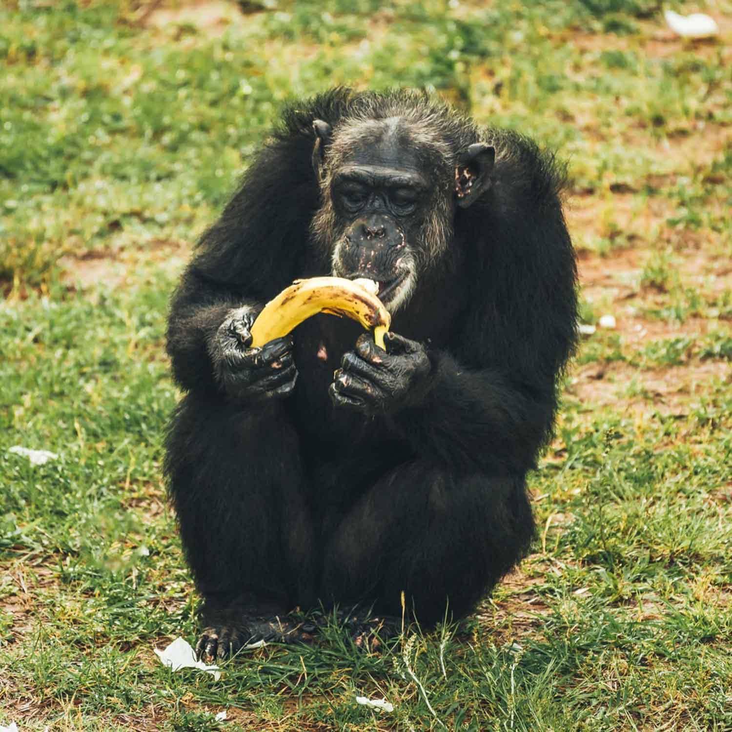 Bananas – Chimp Haven